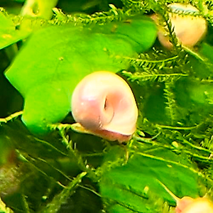 10 Live Ramshorn Snails by Dylfinds for Freshwater Aquarium/Pond Colony Start Clean-up Crew Planorbella Duryi (Bubblegum Pink)