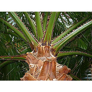 1086-Palm, Mexican Fan Tree (‎Washingtonia robusta) Seeds by Robsrareandgiantseeds UPC0764425786740 Non-GMO,Organic,USA-Grower,Bonsai, 1086 Package of 5 Seeds