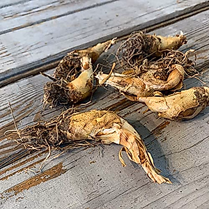 Mexican Tuberose Bulbs - Single White - 9 Bulbs - White Flower Bulbs, Tuber Easy to Grow & Maintain, Fragrant, Container Garden