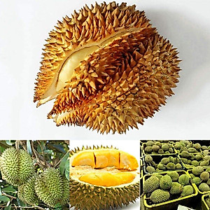 Portal Cool Color 13: 50Pcs Rare Rose Seeds Potted Bonsai Perennial Flower Seeds Home Garden Ehe8