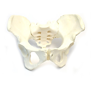 Female Pelvic Skeleton Anatomical Model, Medical Quality, Life Sized (10" x 10" x 6" Approx.)