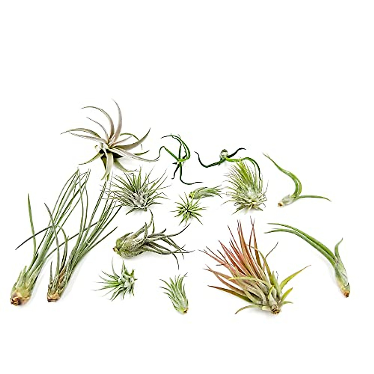 ragnaroc Live Air Plants - Tillandsia Variety, Regular 1-3" - 15ct - Live Arrival Guaranteed, House Plants for Home Decor & Gift