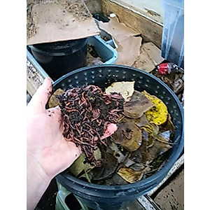 RedWigglersFarm – 1/2 LBS (Approximately 500 Worms) Premium Red Worms, Red Wigglers Composting Worms, Organic Sustainably Raised, Live Worms, Eisenia fetida, Home Compost Worms, Soil Regeneration