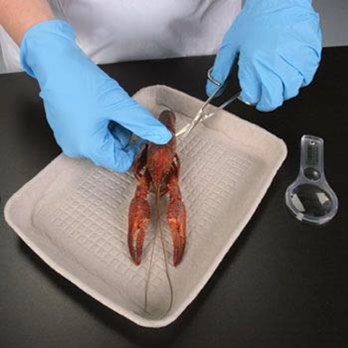 Perfect Solution Preserved Crayfish-Plain, 10/Pail, 3-4"