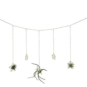 Newwe 5 Stars Kit Hanging Air Plant Holder Wall Gold Airplant Rack with Chains Home Wall Decor Boho Room Decoration Christmas Ornaments