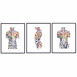 Modern Human Anatomy Room Decorations - Gift for Doctor, Nurse, Physicians Assistant, RN - Room Decor Wall Art Set for Medical Office, Home, Apartment, Living Room - Set of 3-8x10