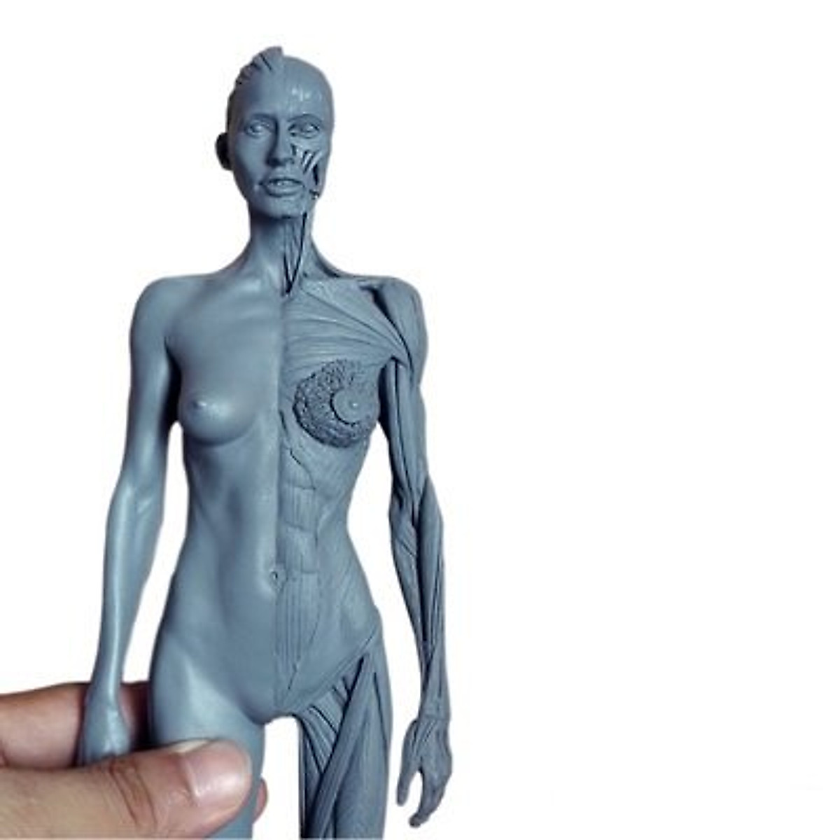 BONEW 27CM Height Female Anatomical Anatomy Skull Head Body Muscle Bone Model US Stock