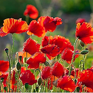 50,000 Flanders Red Corn Poppy Seeds 7 Grams Non GMO Heirloom USA Harvested pollinator bee Butterfly American Legion Poppy. Ornamental Poppy