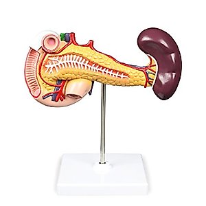 Vision Scientific VAD423-N Pancreas, Duodenum, & Spleen Model