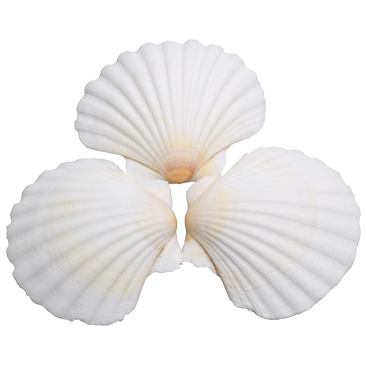 Lucky Baby 25pcs Scallop Shells for Crafts, 2-3 Inches White Large Natural Seashells for DIY Home Decor, Baking Shells for Serving Food