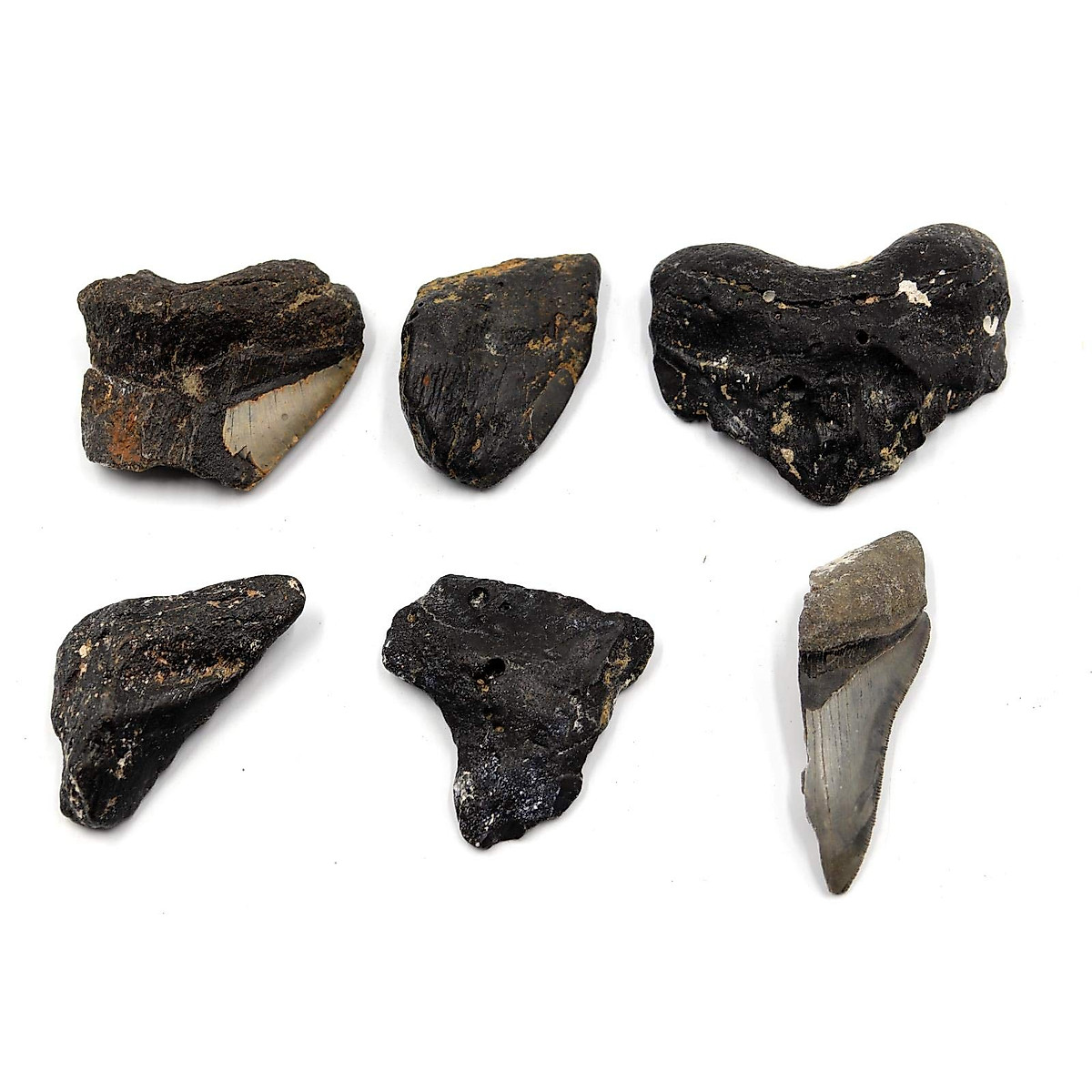 Megalodon Teeth Lot of 6 Fossils w/6 info Cards Shark #15670 34o