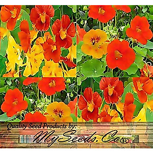 PETBROO Big Pack - Nasturtium Flower Seed Mix (1,000) - Edible Tropaeolum nanum - Spurred, Flat-Faced Trumpet - Used in Cake & Bakery - Flower Seeds by MySeeds.Co (Big Pack - Nasturtium Mix)