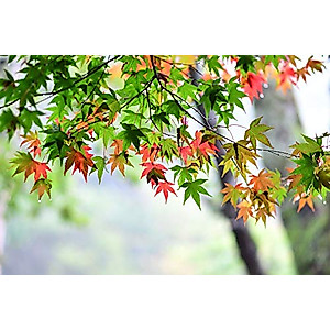 Acer Palmatum Japanese Green Maple Seeds! Bonsai Or Standard Small Ornamental jocad (10 Seeds)