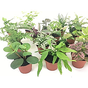 Mini Terrarium Plants (6 Plants) (2" Pots) Fairy Garden Plants Assorted Varieties