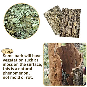 Fhiny 2 PCS Cork Bark Background, 11.6" x 7.7" Natural Cork Bark for Reptiles Tank Backdrop Reptile Climbing Wall Terrarium Decor Accessories for Turtle Beared Dragon Chameleon Snake