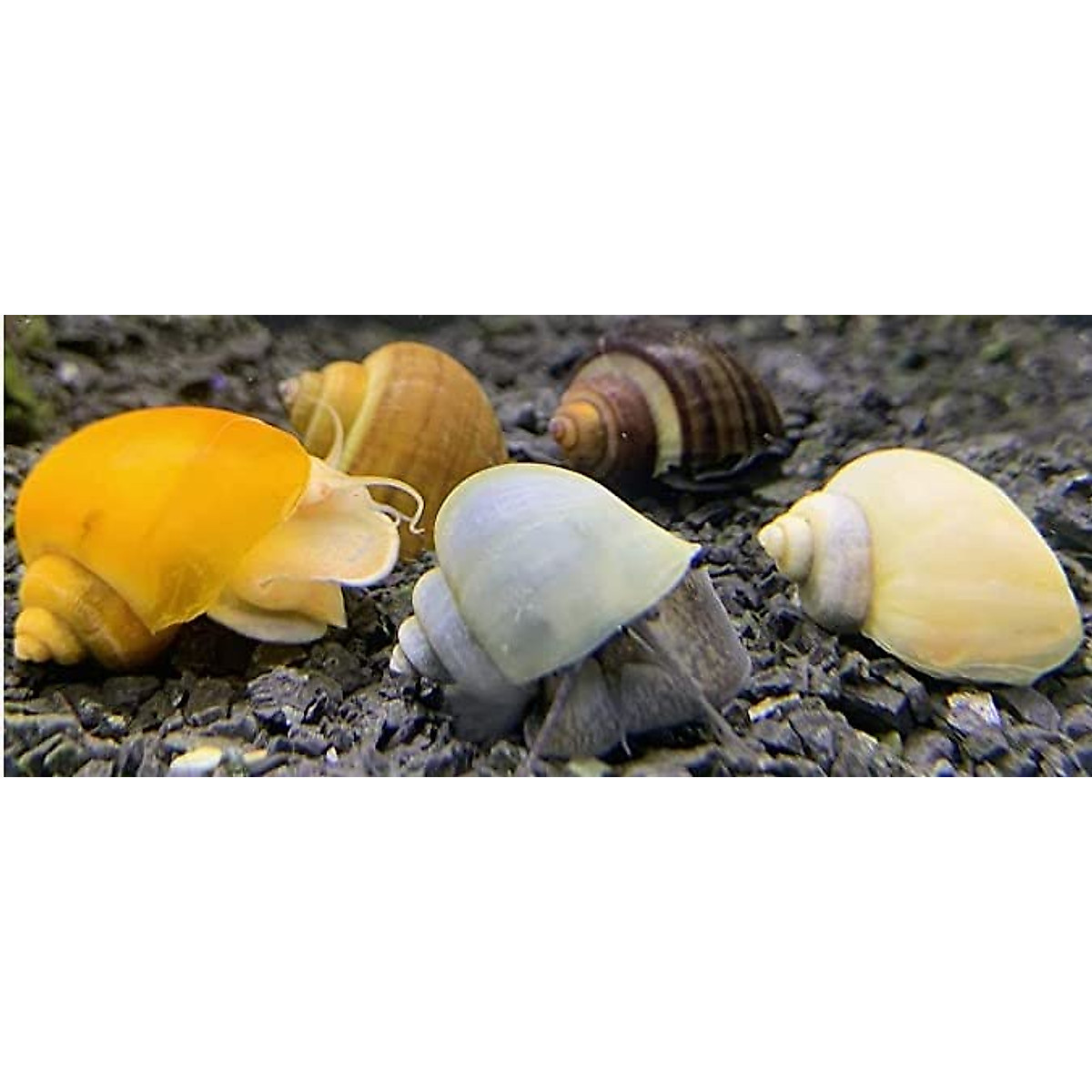 Shore Aquatic LLC Mystery Snail 3PK (Pomacea Bridgesii) Mix Colored Pack with Java Moss - Live Freshwater Snails Insulated Priority Mail