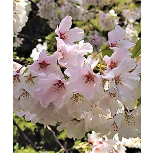 Yoshino Cherry Blossom Tree, 2-3 Ft Tall Japanese Cherry Blossom Tree Plant Spring Blooms Fast Growing for Garden (No Ship CA,AZ,WA,OR,CO)