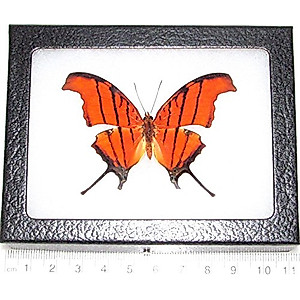 BicBugs Marpesia petreus Real Framed Butterfly RED Orange DAGGERWING Peru