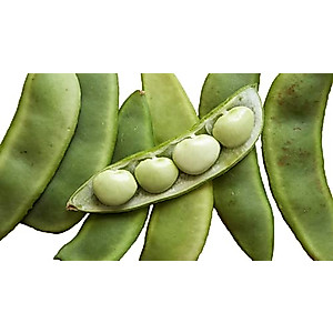 Burpee Improved Lima Bush Bean Seeds for Planting, 30+ Heirloom Seeds Per Packet, (Isla's Garden Seeds), Non GMO Seeds, Botanical Name: Phaseolus lunatus, Great Home Garden Gift
