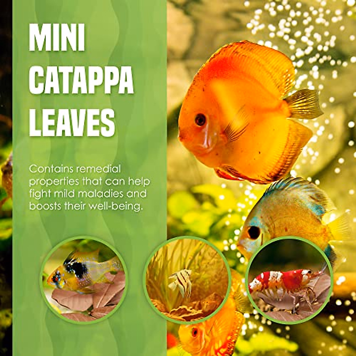 JOR 60 Pack Mini Catappa Indian Almond Leaves for Neon Tetra, Dried Leaf for Spawning, Perfect Hiding Spot, Create Brackish Habitat for Tropical Fish Like Guppy, Platy, Tiger Barb, Discus, Gourami