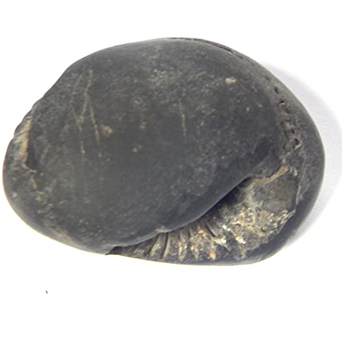 Adwaitya Maha Laxmi Sudarshan Maha Vishnu Shaligram Nepal Kali Gandaki