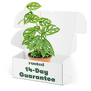 Rooted Swiss Cheese Vine, Monstera Adansonii, Live, Live Indoor, Home Decor, Easy to Grow, Easy to Care, Outdoor Garden and Low Maintenance Houseplant, 4 inch Pot