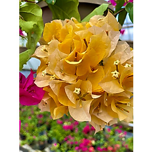 Live Plant Bougainvillea Vine Plant Assorted Colors 6" Pot with Trellis