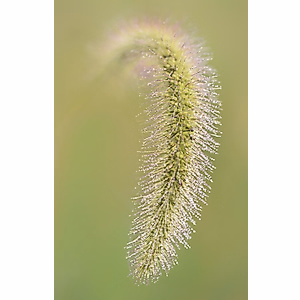 TAMRON 90 mm F2.8 VC USD Lens for Canon DSLR Camera, F017E