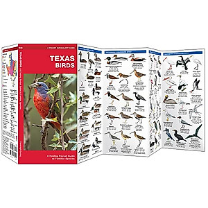 Texas Birds: A Folding Pocket Guide to Familiar Species (Nature Observation North America)