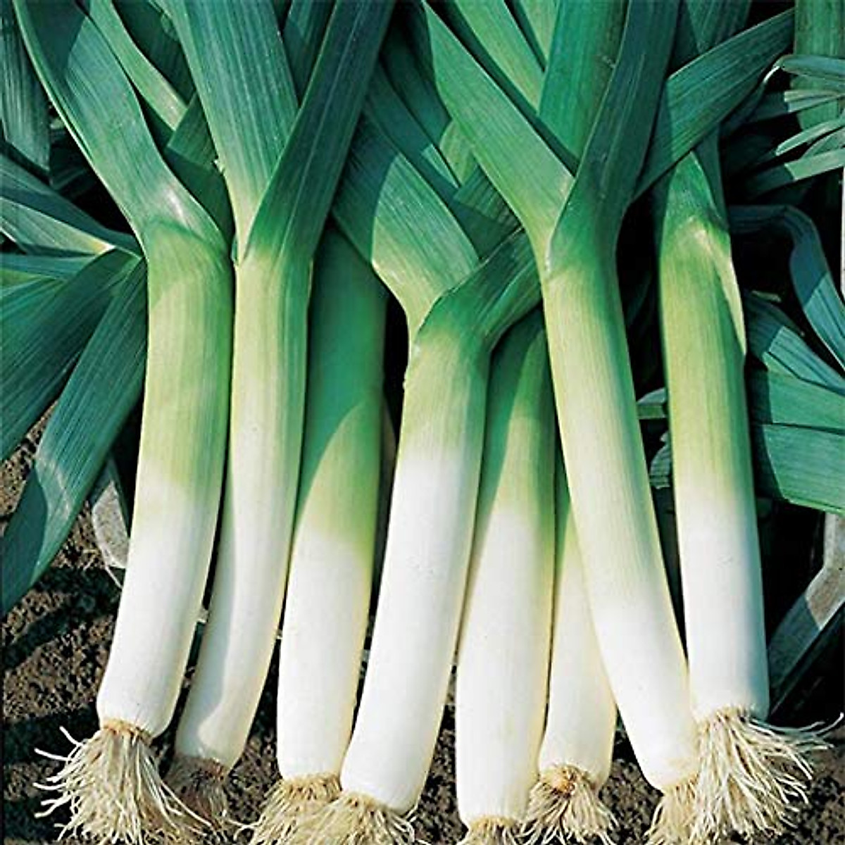 Large American Flag Leek Seeds for Planting (300mg) | Non GMO, Heirloom, USA Seeds | Garden Vegetable Scallion Onion | Crisp Sweet Flavor Great Tasting