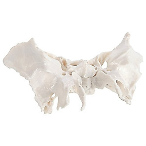 Axis Scientific Human Sphenoid Bone Model | Cast from a Real Human Sphenoid Bone Specimen | Life Size Replica Details All Fissures, Canals, and Processes | Includes Product Manual