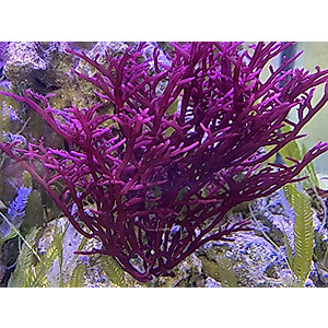 Live Saltwater Plant Red Bush Gracilaria Macro Algae - 1 Inch Frag