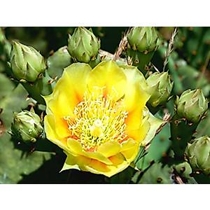 Prickly Pear Cactus Plant, Spineless Prickly Pear Cactus Rooted for Growing, 4 Inc to 7 Inc Long, Succulents Plants Live