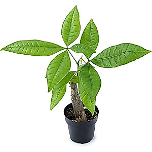 Altman Plants, Live Money Tree Plant, Pachira Aquatica Money Tree, Feng Shui Money Tree Pachira Aquatica Plant, Pachira Plant Bonsai Tree in Planter Pot with Soil, Money Tree Plant Indoor Plants