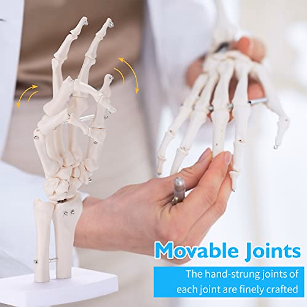 ANNWAH Hand Skeleton Model - Medical Human Finger Bone Made of PVC Posable Hand Showing Ulna and Radius for Research and Learning