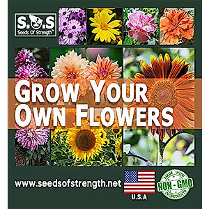 Calla Lily Mix（100+）Seeds Flowers Easy to Grow Planting for Outdoor Indoor Home Bonsai