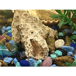 10 MALAYSIAN TRUMPET SNAILS ALGAE EATERS LIVE FRESHWATER AQUARIUM SNAILS MTS