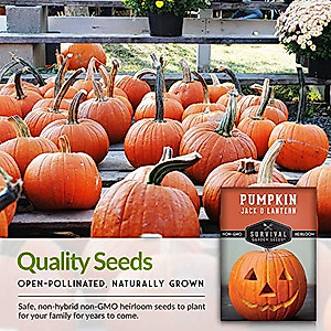 Survival Garden Seeds - Jack-O-Lantern Pumpkin Seed for Planting - Packet with Instructions to Plant and Grow Orange Carving Pumpkins in Your Home Vegetable Garden - Non-GMO Heirloom Variety