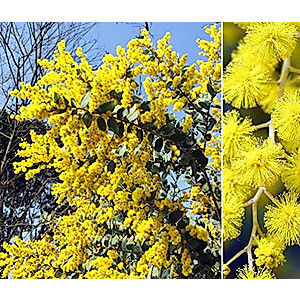 30+ Golden Mimosa Seeds Albizzia Acacia Tree Yellow Wattle Tree Flower