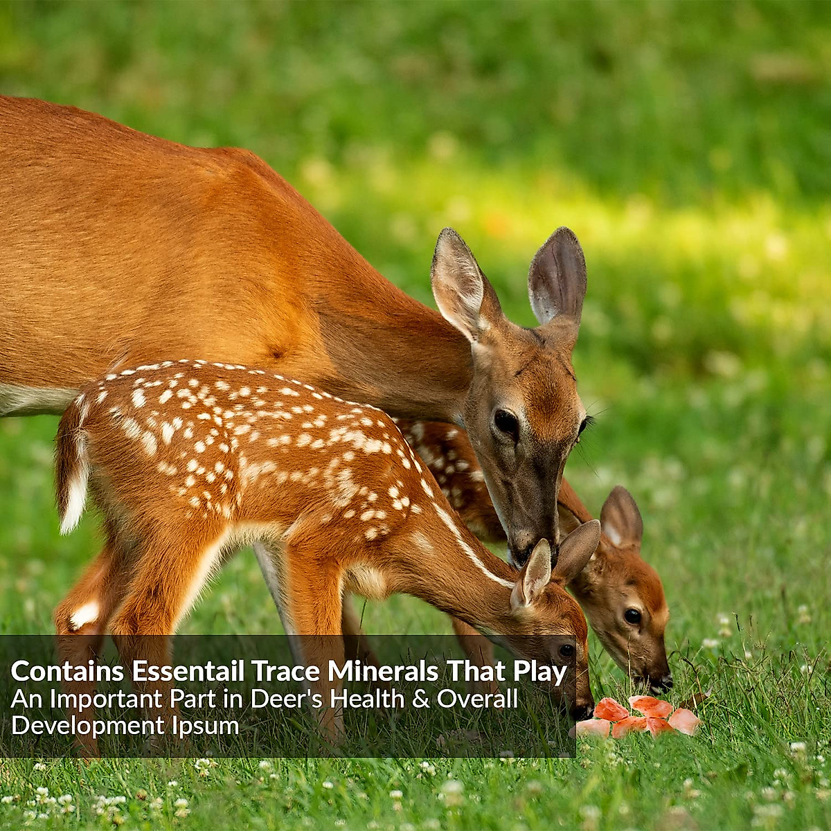 Himalayan Nature 100% Natural Solid Mineral Rock Salt - Salt Mineral Chunks animals