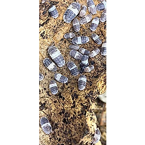 Panda King Isopods 6 Count Live Insects Cubaris Roly Poly Cleanup Crew for Terrarium Reptile Pet Food