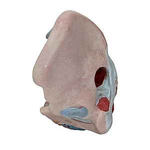 Axis Scientific Female Pelvis Model with Muscles Pelvic Floor, Ligaments, and Nerves Anatomy Model