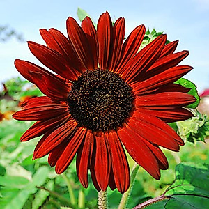 1000+ Sunflower Seeds for Planting Heirloom Non-GMO, Bulk Package of 15 Varieties Mix Seeds, Individually Packaged, Attracts Pollinators