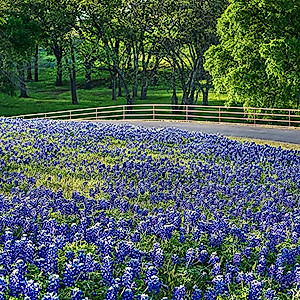 Outsidepride Perennial Texas Bluebonnet Wild Flowers - 500 Seeds