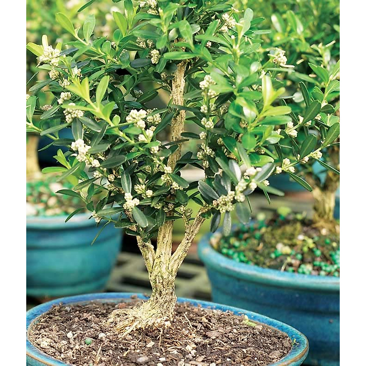 From You Flowers - Harland Boxwood Bonsai Tree for Birthday, Anniversary, Get Well, Congratulations, Thank You
