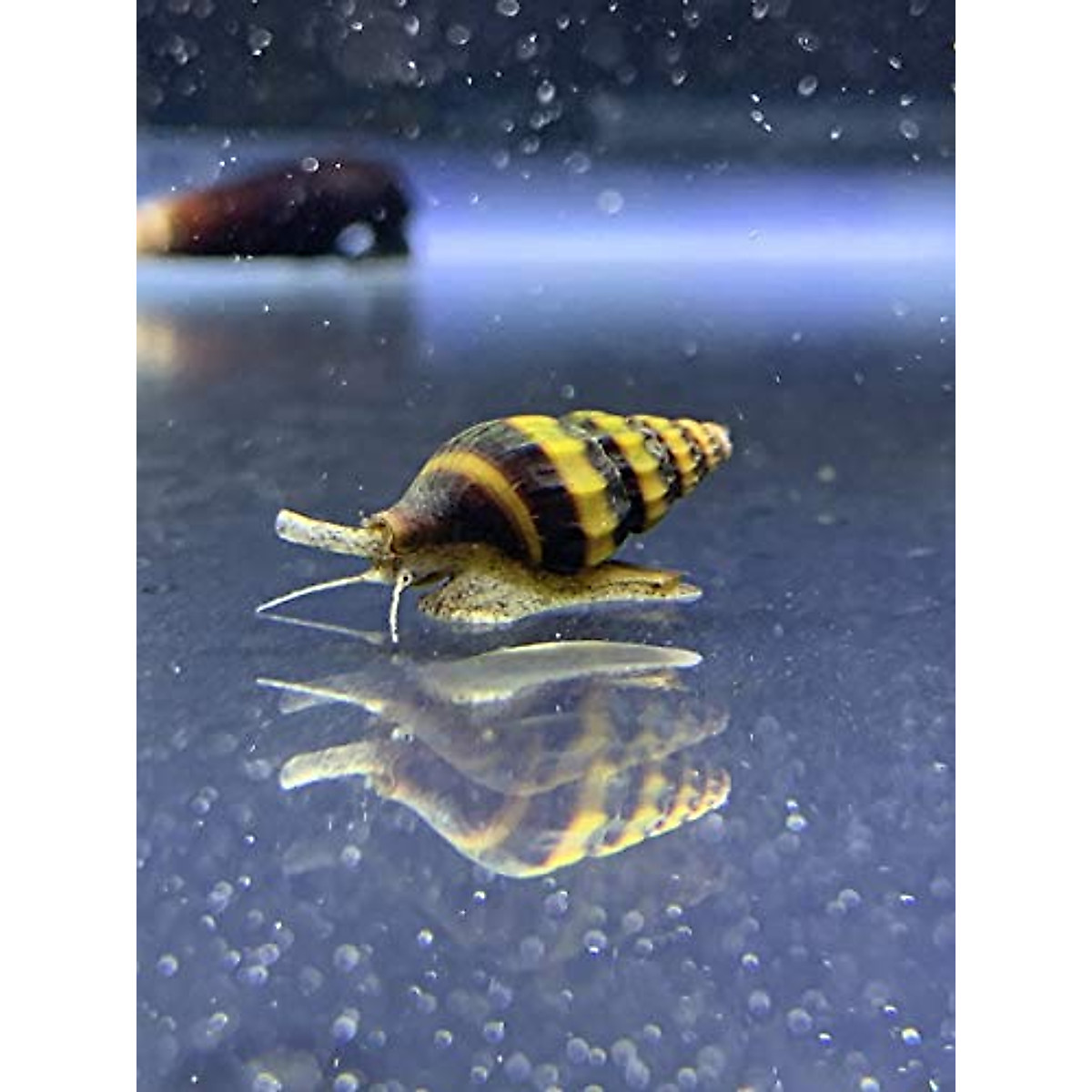 Assassin Snails x3 (Clea Helena) 1/2" to 3/4" Live Freshwater Snail Plants