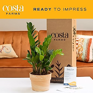 Costa Farms ZZ Plant, Live Indoor Houseplant Potted in Nursery Pot, Easy Care Air Purifier in Potting Soil Mix, Housewarming, Birthday, Tabletop, Room, Office Decor, 12-Inches Tall