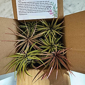 Air Plants Live, 10 Red Tillandsia Air Plants Live Houseplants for Growing Indoors Outdoors, 2 to 3 Inches Tall, Tillandsia Plants Live, Live Air Plants