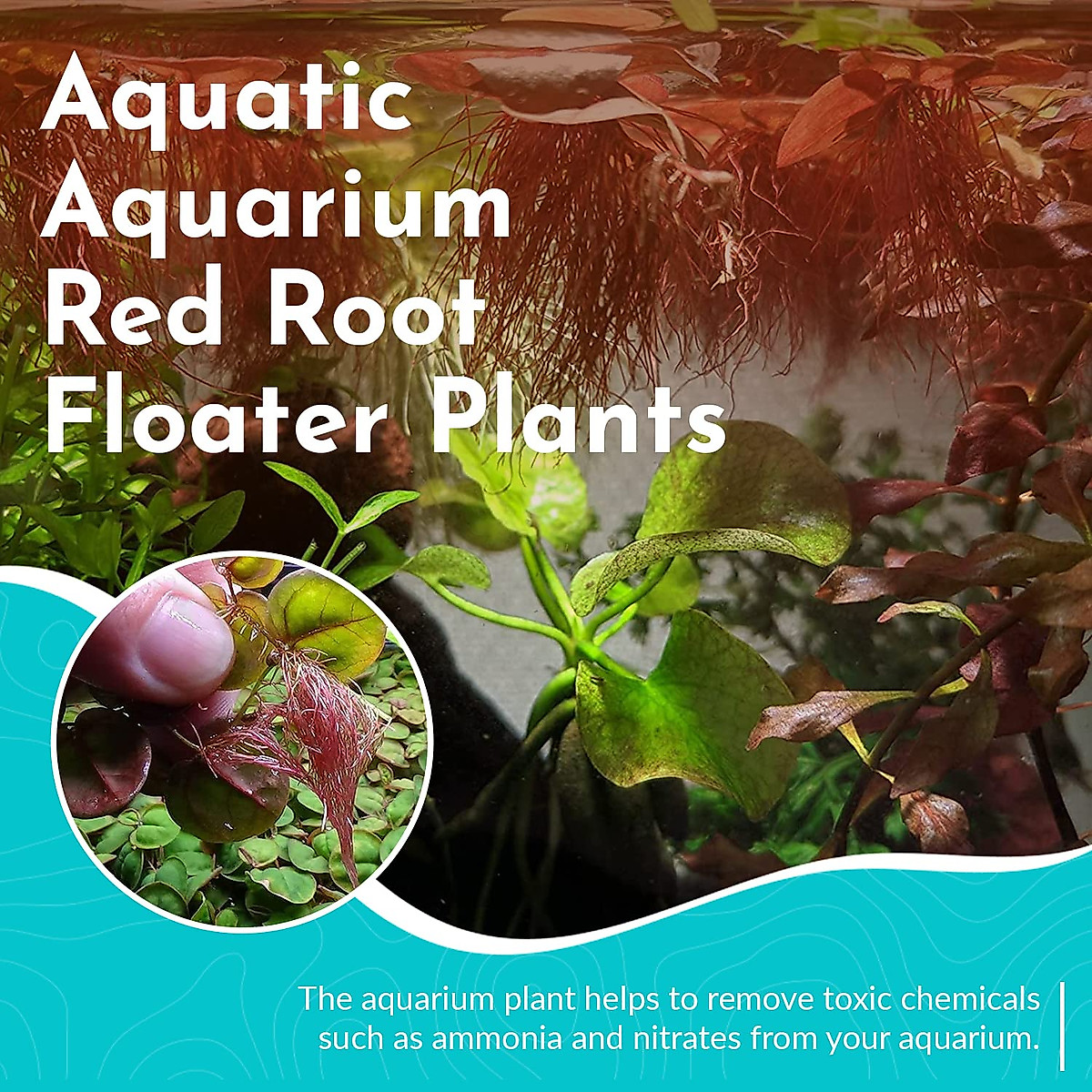 Canton Aquatics - 30+ Red Root Floater - Live Aquarium Plants - 4oz Cup