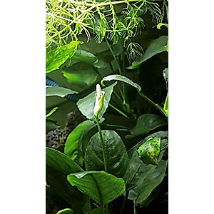 Mainam Anubias Barteri VAR. Barteri Potted Live Aquarium Plant Decorations Easy for Beginner